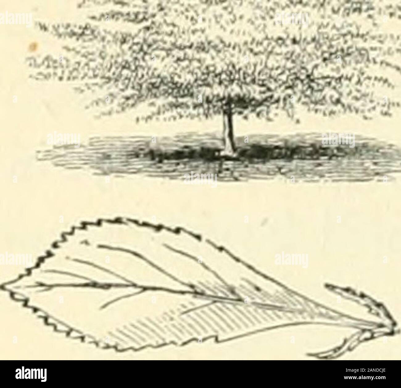 The art of beautifying suburban home grounds of small extentWith ...