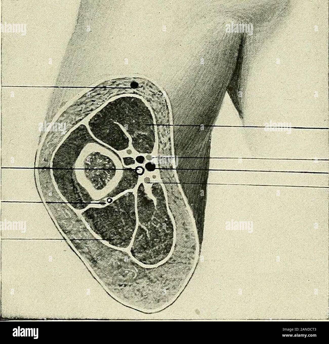 A text-book of clinical anatomy : for students and practitioners . s of ...