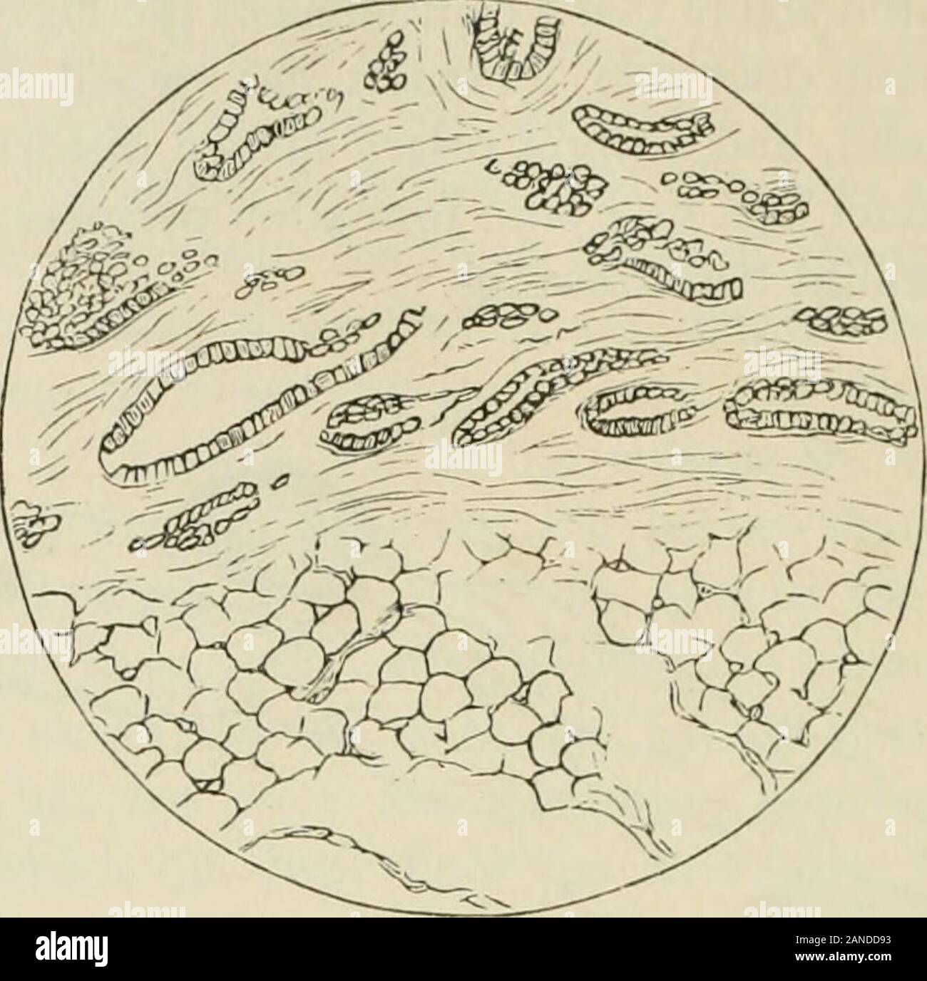 Pancreas Gland Microscope