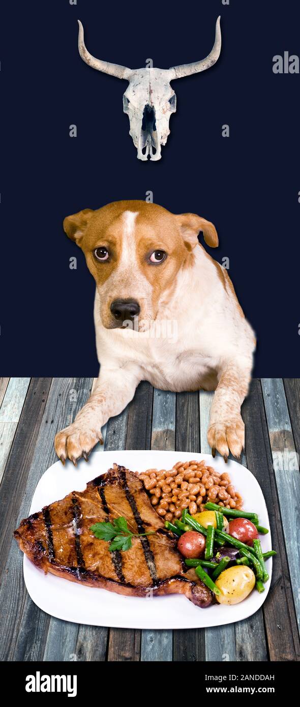 Happy dog at dinner time with big juicy steak Stock Photo - Alamy
