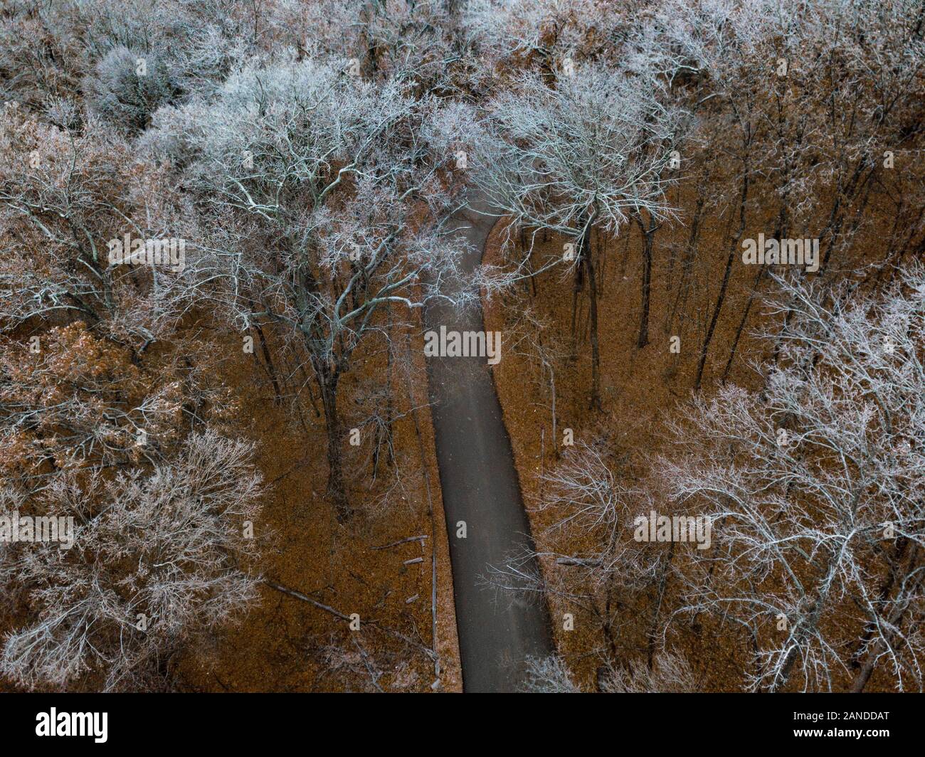 Road through icy forest hi-res stock photography and images - Alamy