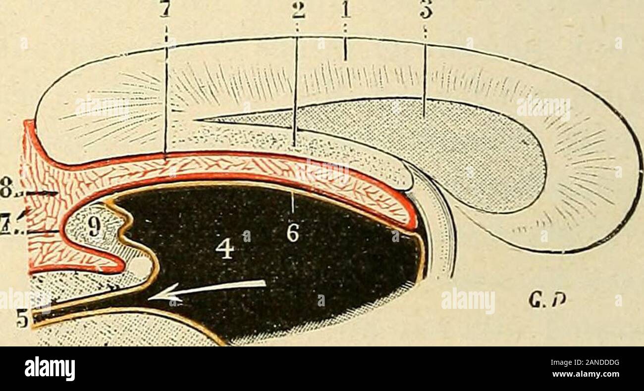 Traité d'anatomie humaine . Fig. 585. La toile chorouliennc et les ...