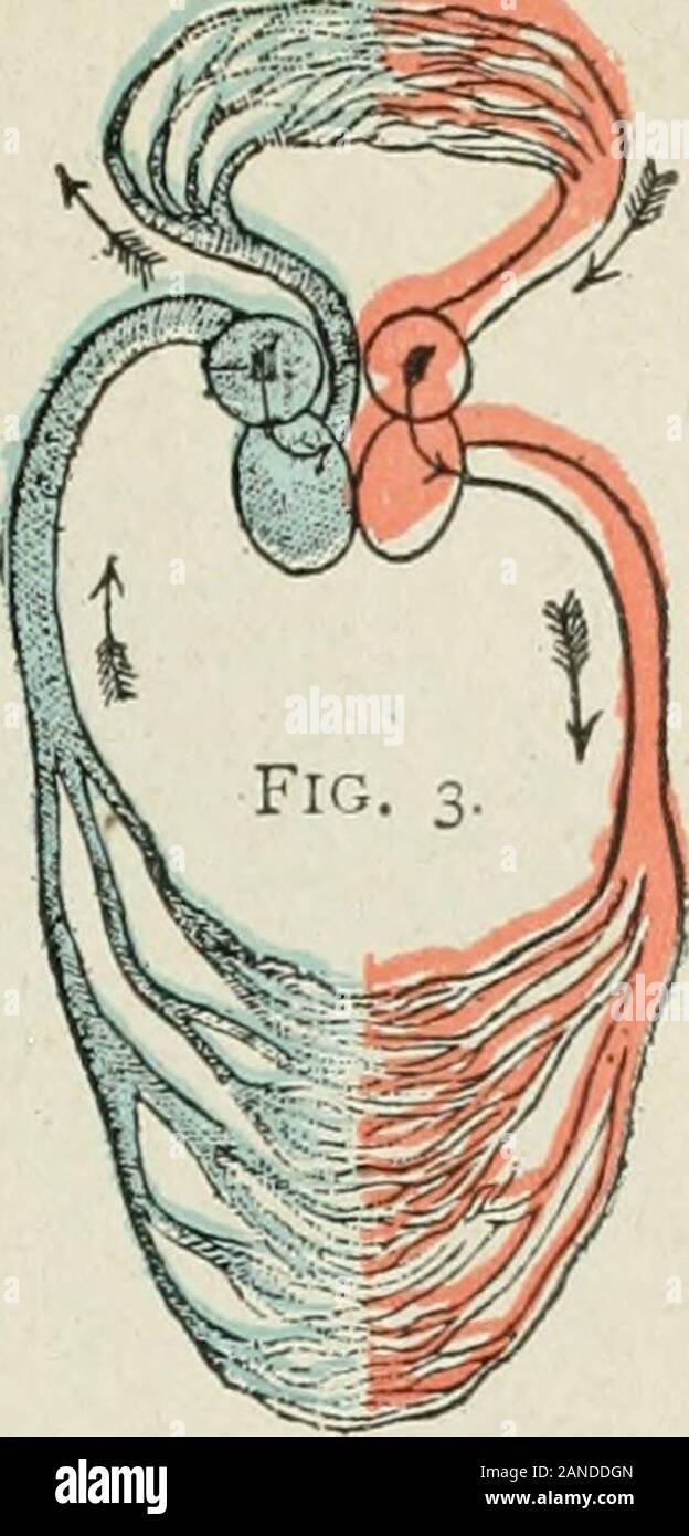 Beginners' zoology . Coloured Figures i, 2, 3. — Circulation in Fish ...