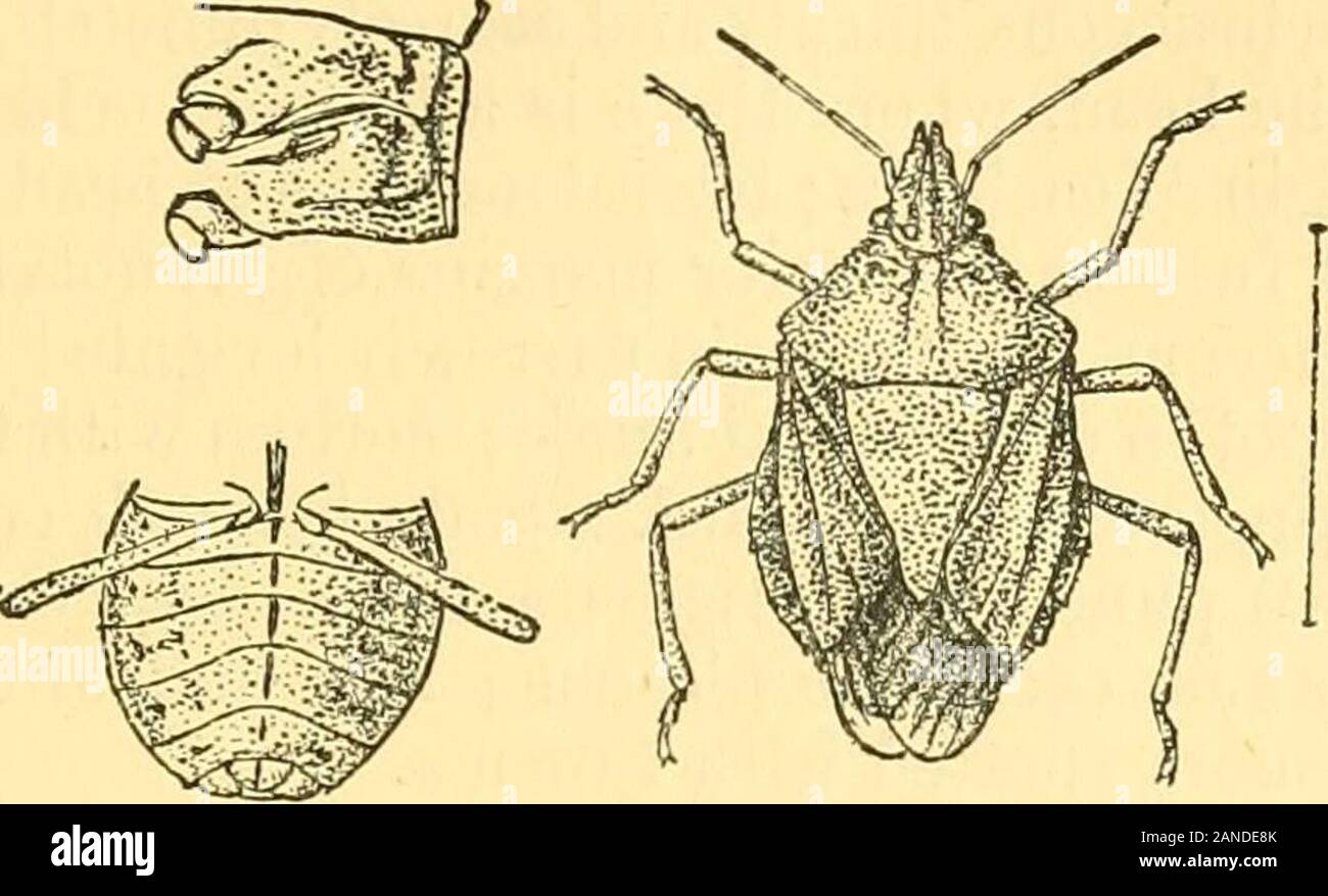 Rhynchota .. . l veins; abdomen moderately dilated,connexivum extending ...
