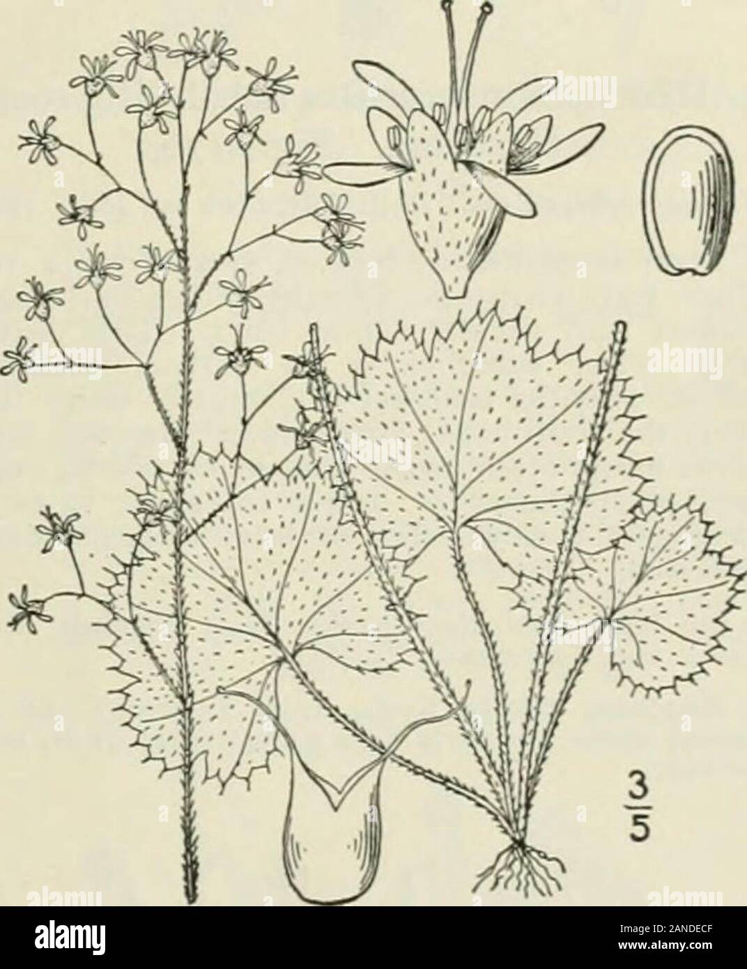 Broad basal leaf hi-res stock photography and images - Alamy