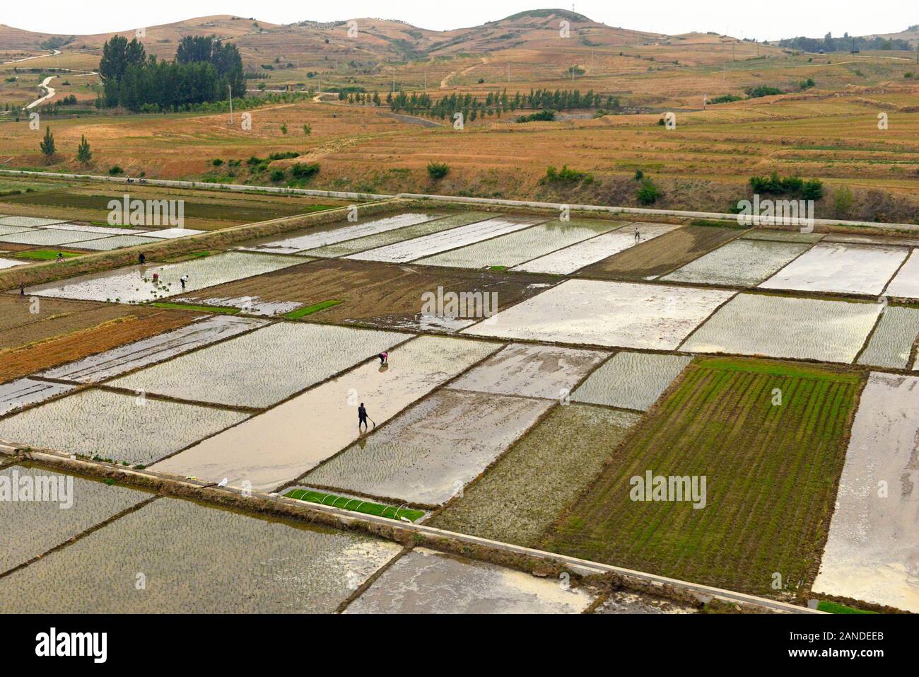 Cropping the rice fields hi-res stock photography and images - Alamy