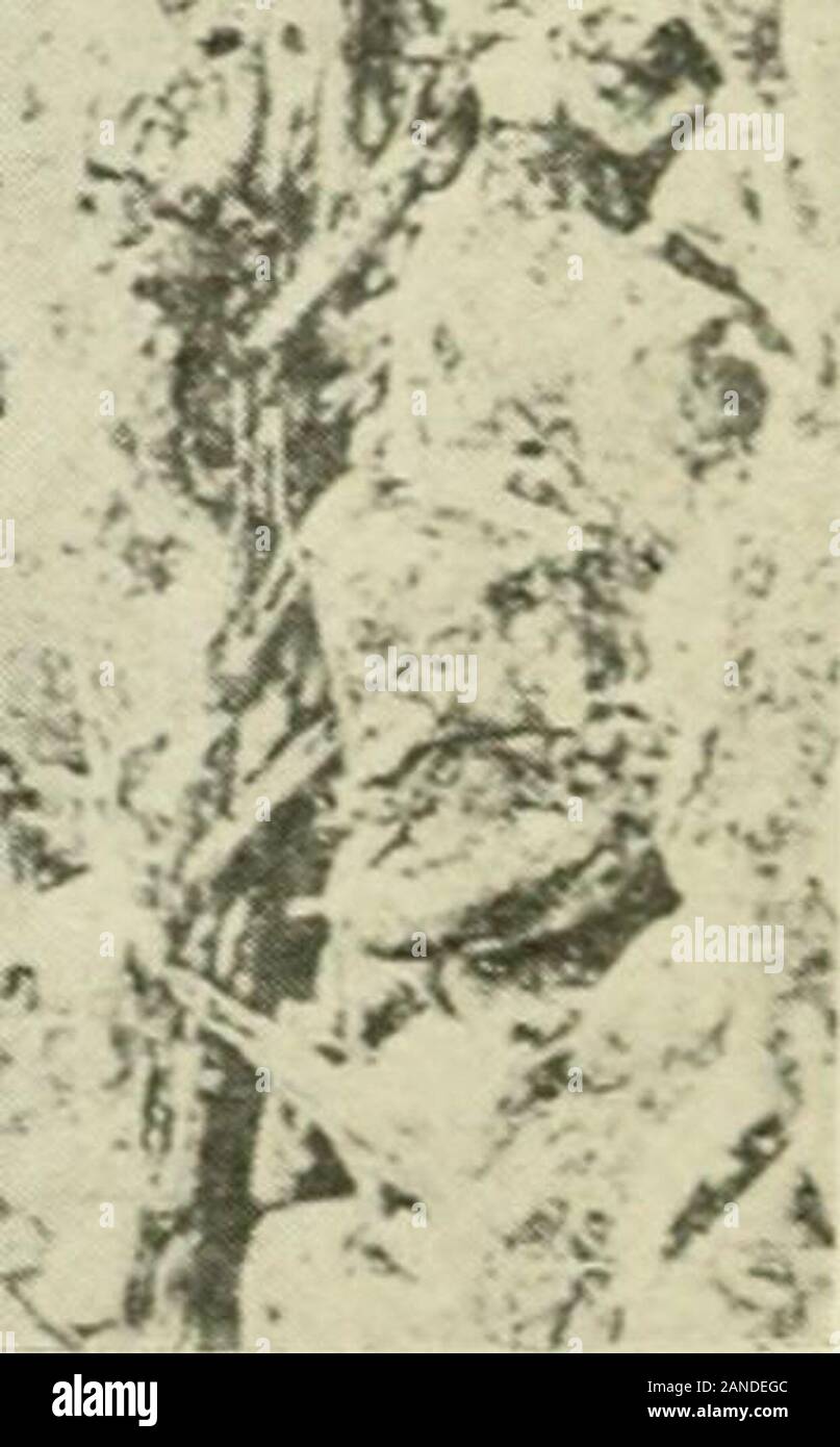 Siberia and eastern Russia Stock Photo - Alamy