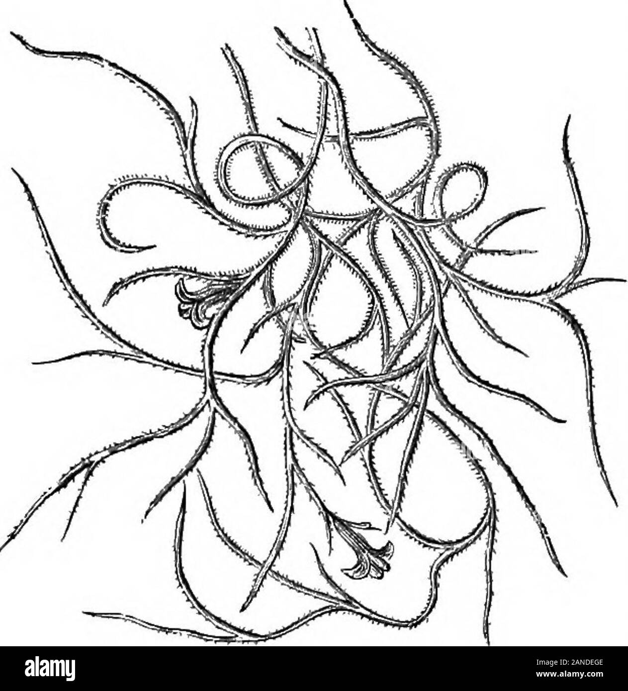 Fruit cortex Black and White Stock Photos & Images - Alamy