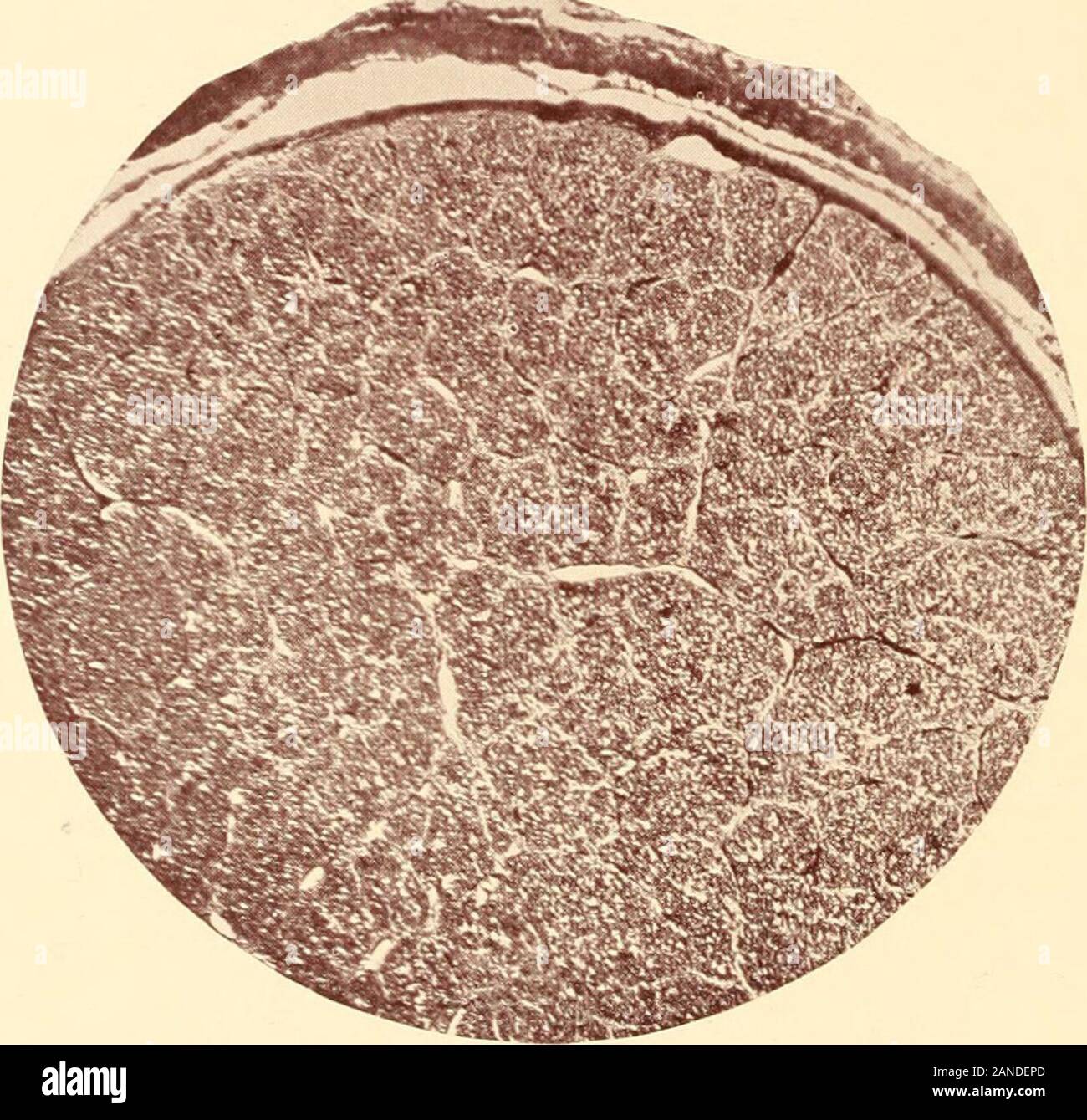 Stained dog tissue hi-res stock photography and images - Alamy