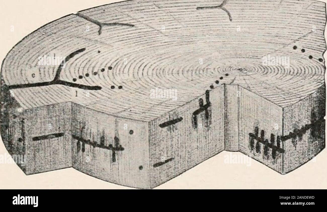 Trypodendron hi-res stock photography and images - Alamy