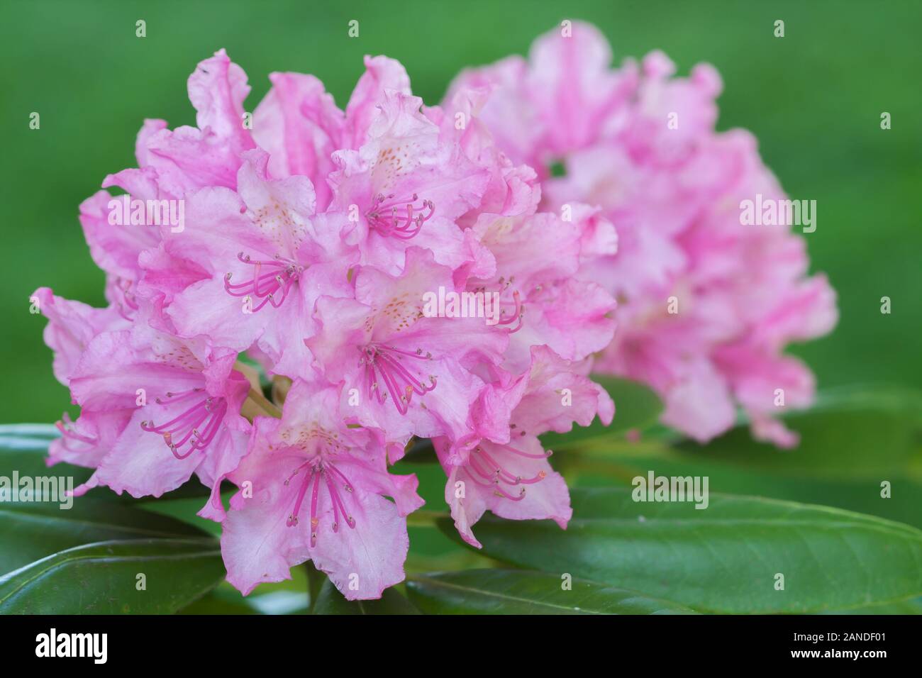 Pjm rhododendron hi-res stock photography and images - Alamy