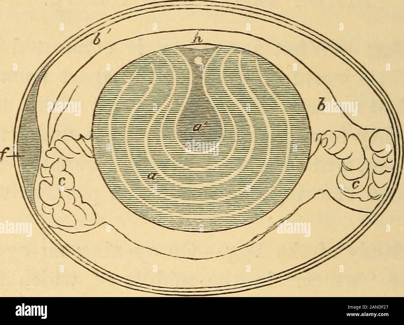 Pict egg hi-res stock photography and images - Alamy