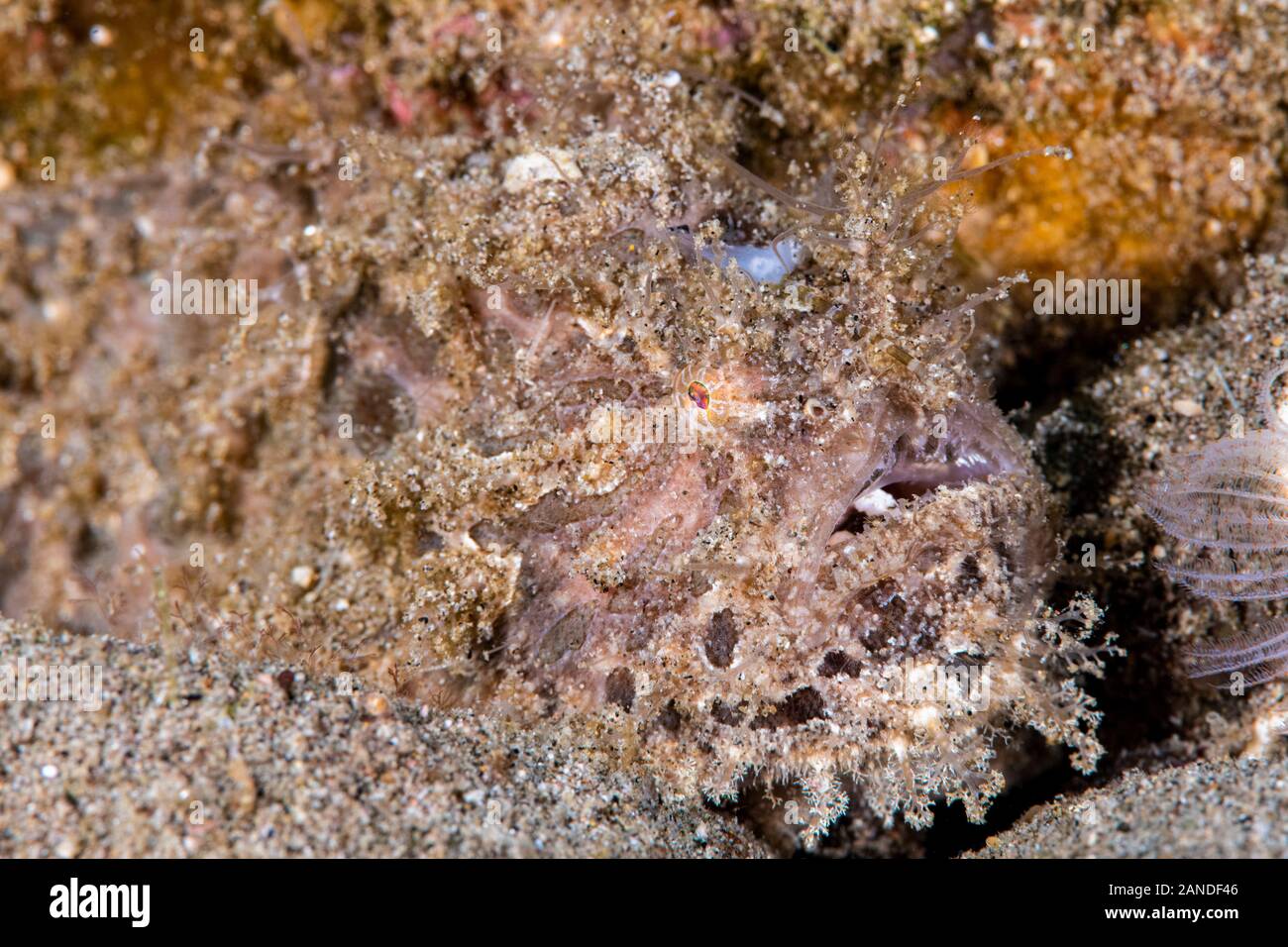 Hairy Frogfish Antennarius striatus, Dumaguete, Philippines. Also known ...