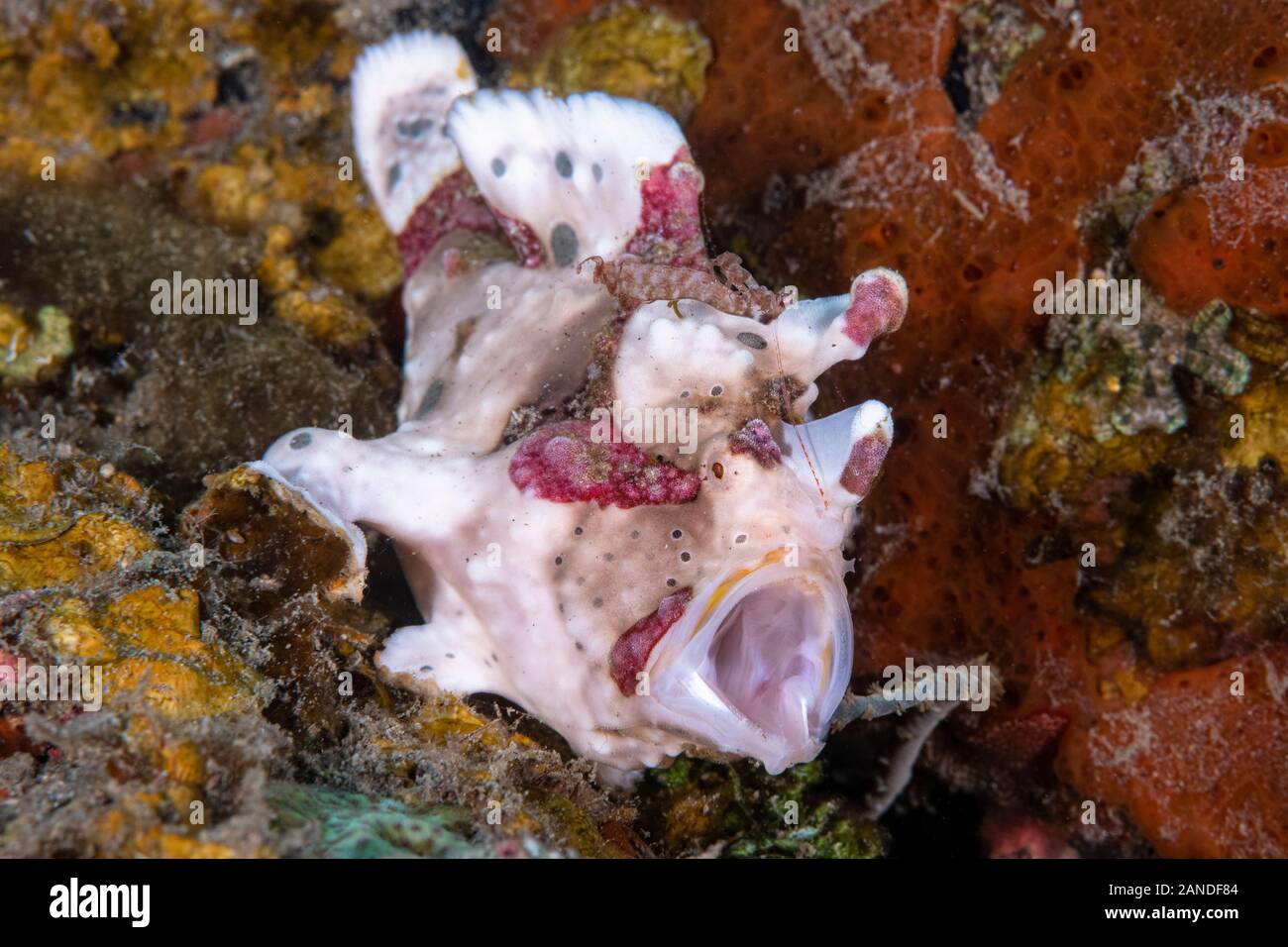 Dwarf frogfish hi-res stock photography and images - Alamy