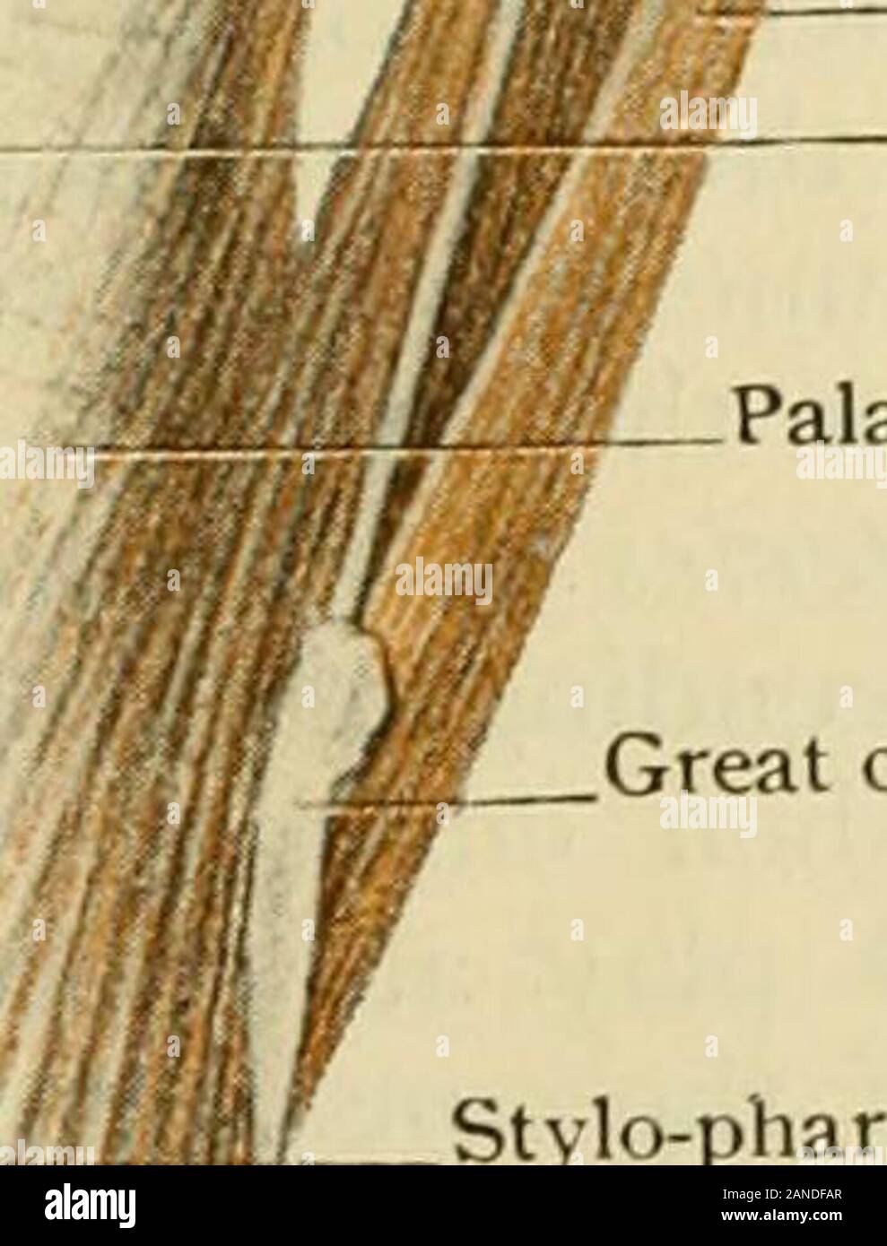 Human anatomy, including structure and development and practical ...