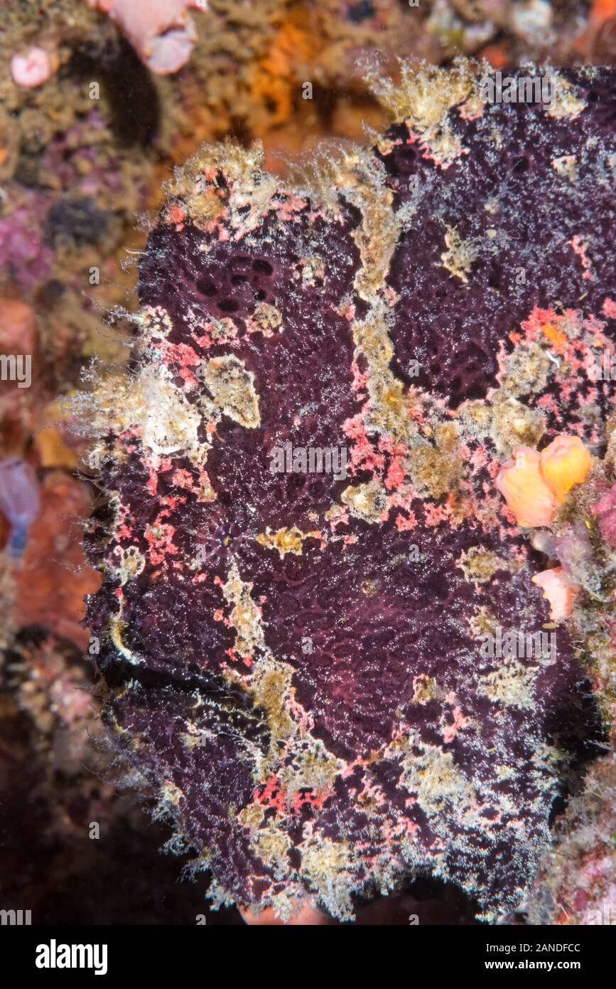 Giant Frogfish, Antennarius commersoni, Anilao, Luzon, Philippines ...