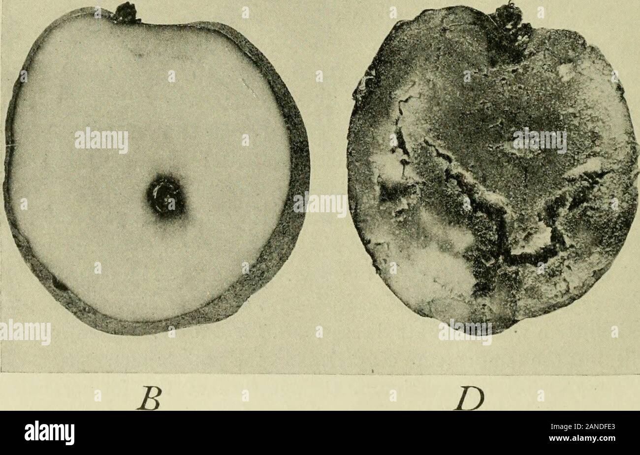 A physiological study of two strains of Fusarium in their casual ...