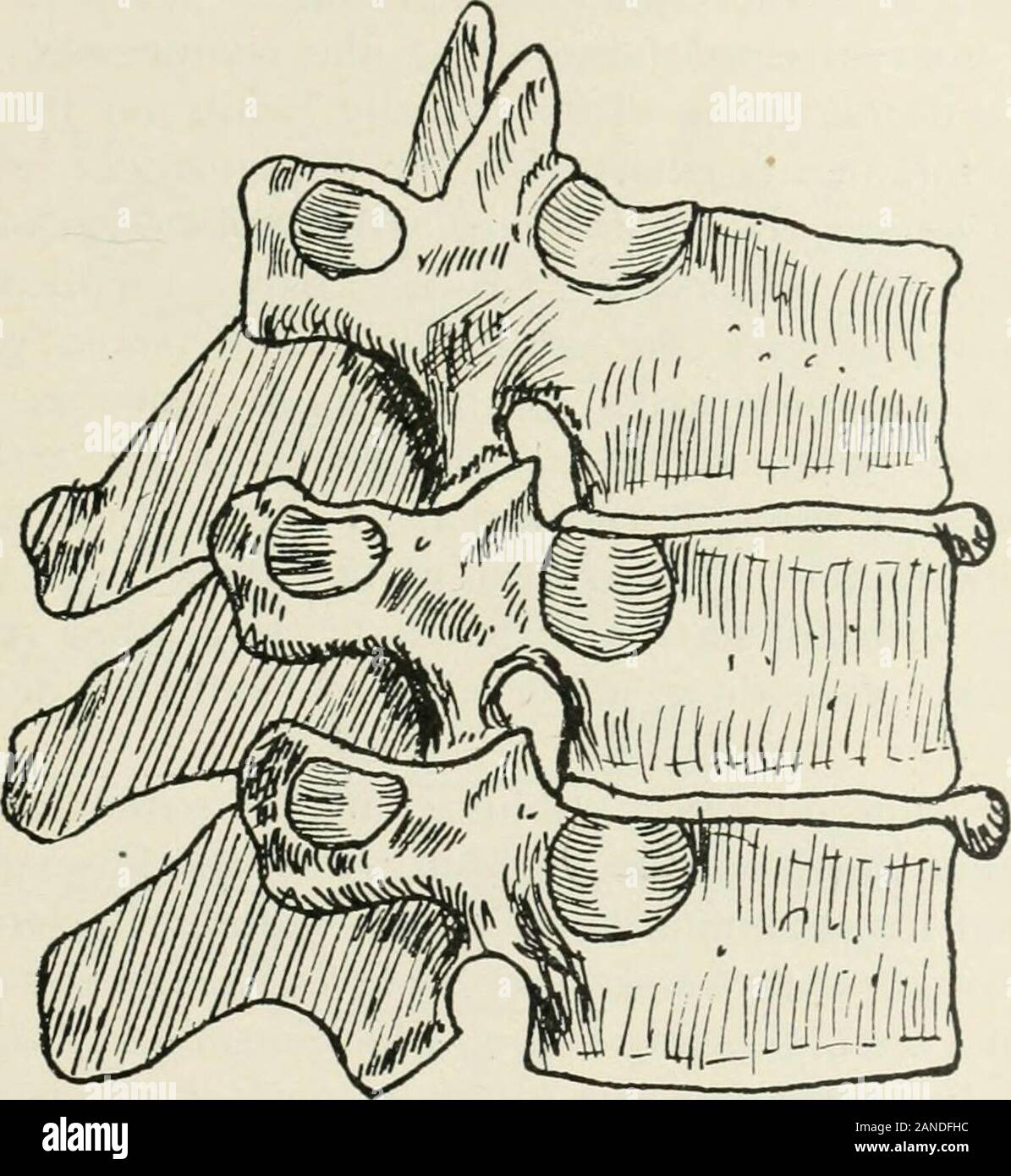 Principles and practice of spinal adjustment; for the use of students ...