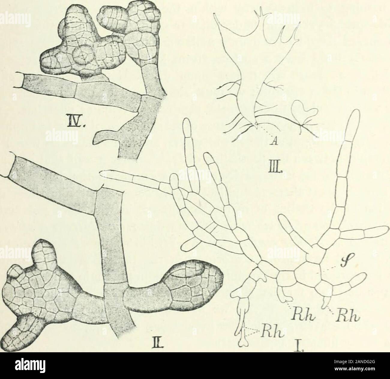 Vegetative body hi-res stock photography and images - Alamy