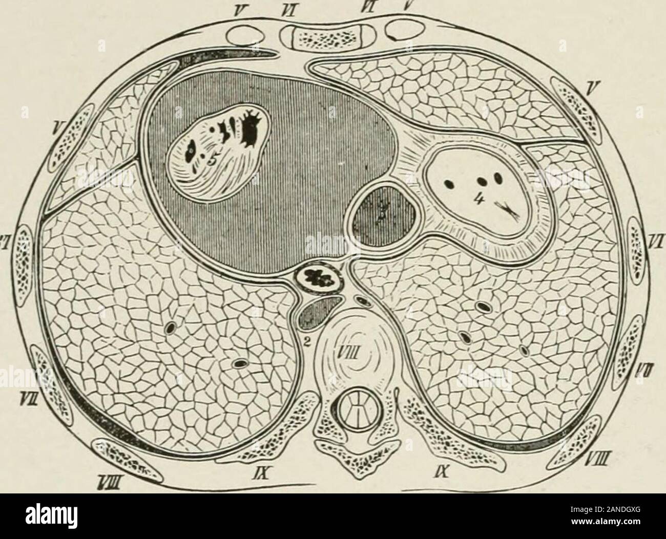 Diseases of the chest and the principles of physical diagnosis . SEASES ...