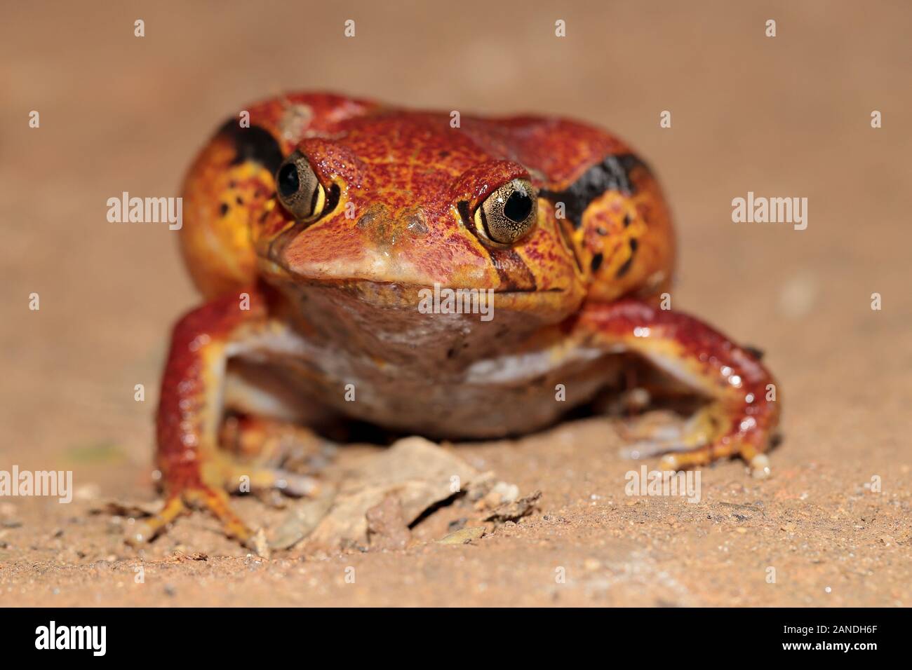 Madagascan Tomato Frog Stock Photo - Alamy
