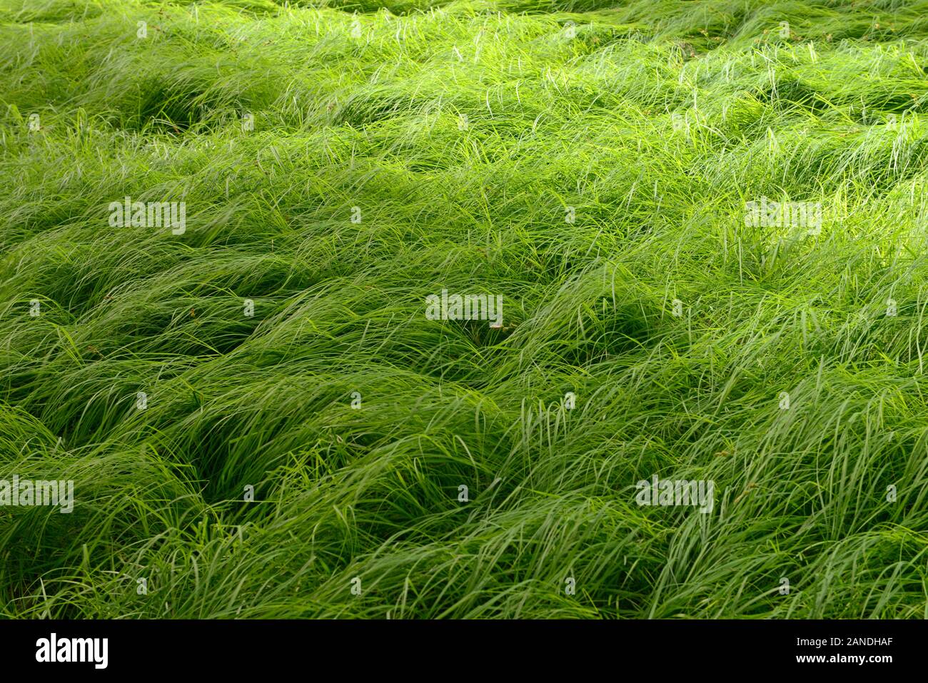 Long grass at the Temple of Heaven complex, Beijing, China Stock Photo ...