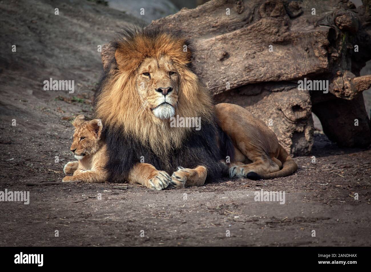 Proud Lion and Baby Cub standing together Stock Photo - Alamy