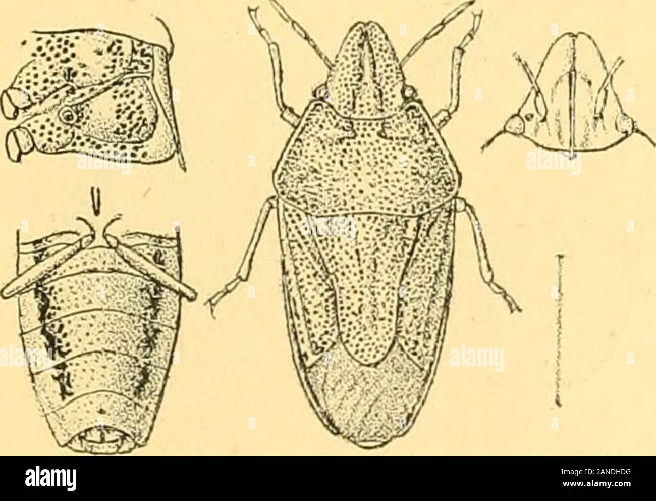 Incrassated hi-res stock photography and images - Alamy