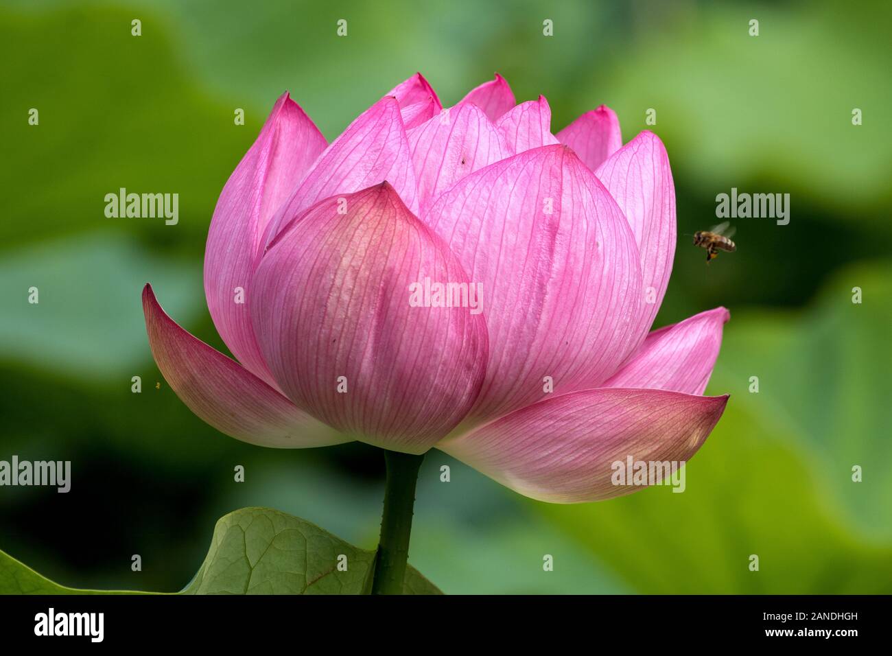Lotus Flower and honey bee Stock Photo - Alamy