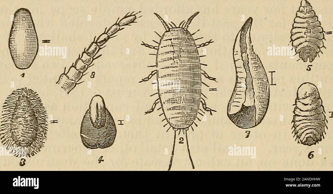 Aspidiotus hi-res stock photography and images - Alamy