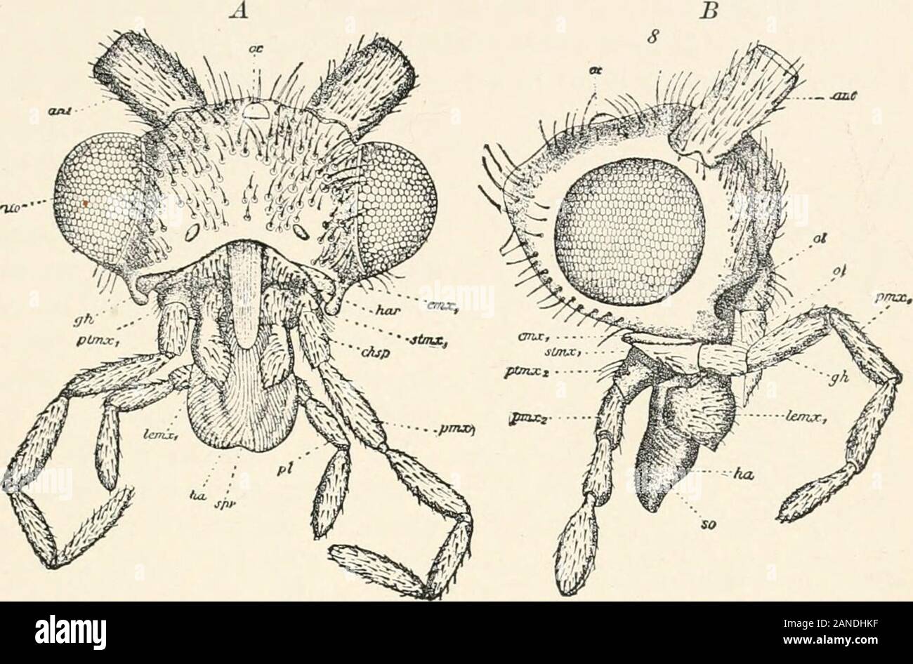 A text-book of entomology, including the anatomy, physiology ...