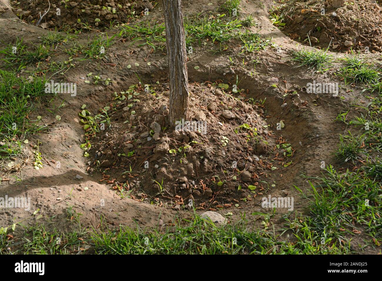 Root ball tree hi-res stock photography and images - Alamy