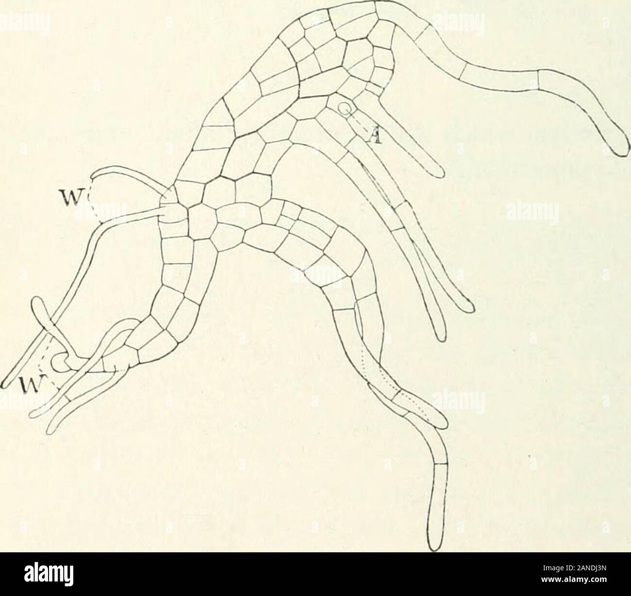 Cotyl hi-res stock photography and images - Alamy