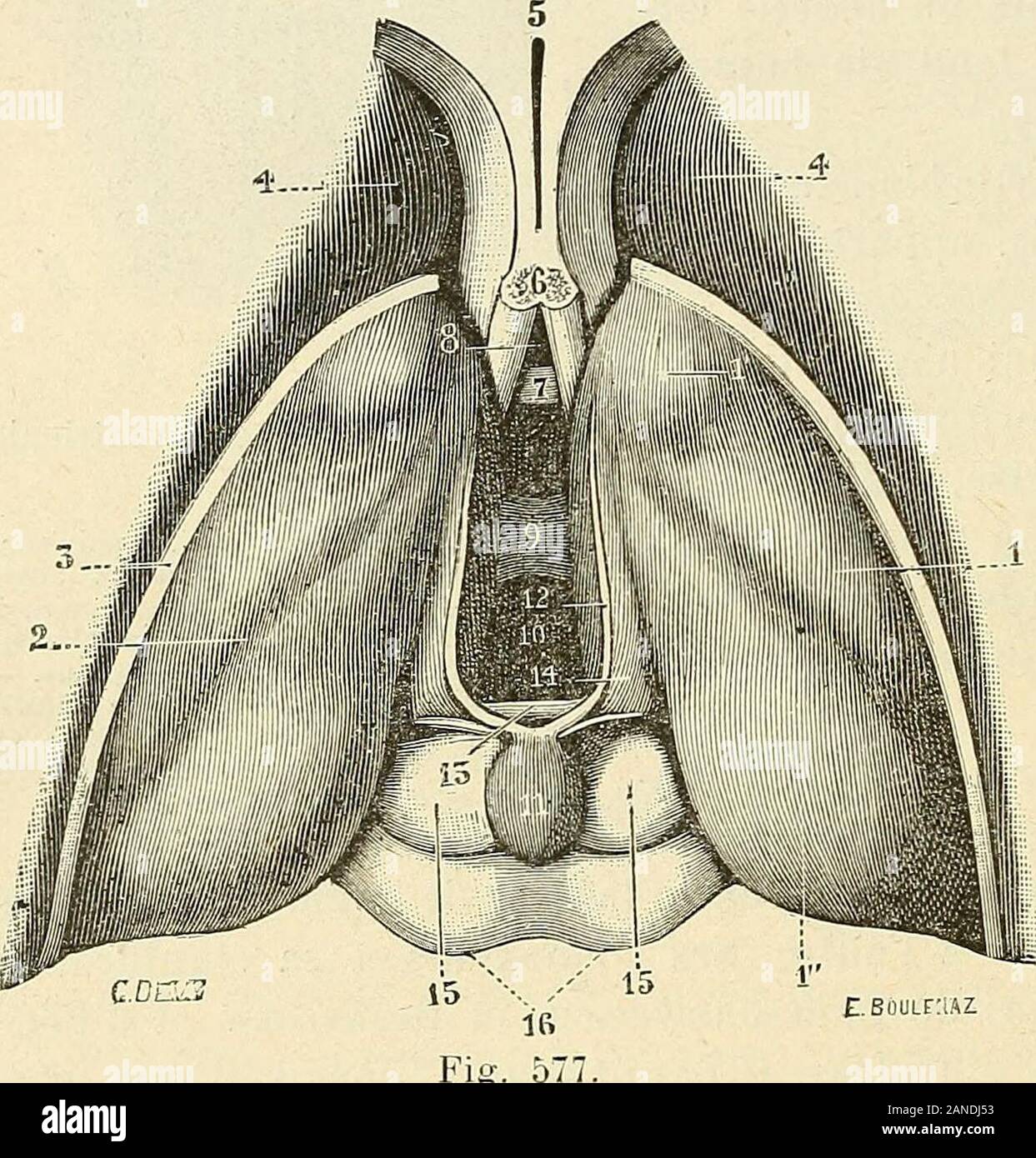 Traité d'anatomie humaine . angulaire, appeléevulve ; elle est très ...