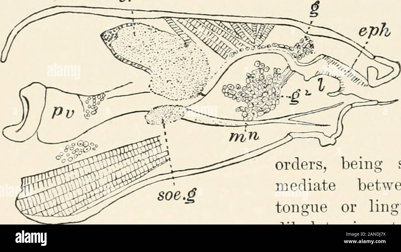 Caterpillars anatomy hi-res stock photography and images - Alamy