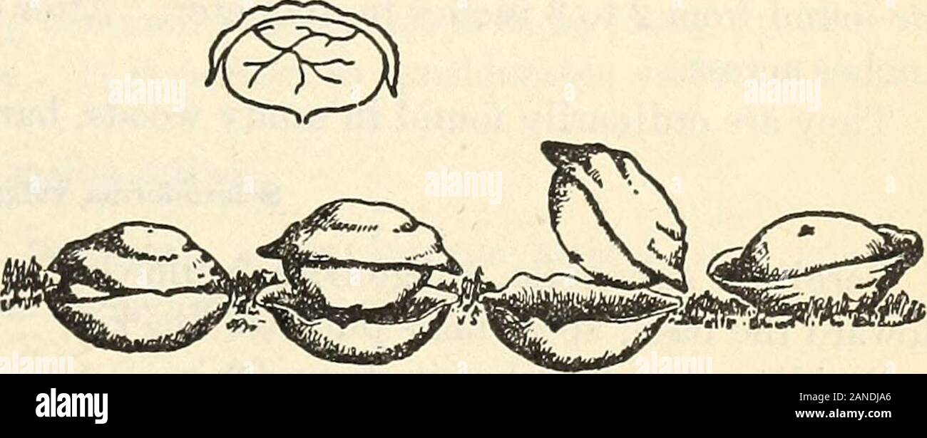 Mushrooms and other common fungi . ichthe two layers of the exoperidium ...