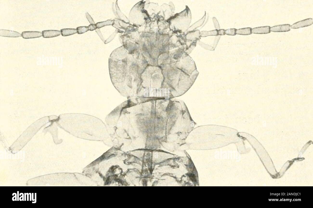 Marvels of insect life ; a popular account of structure and habit ...