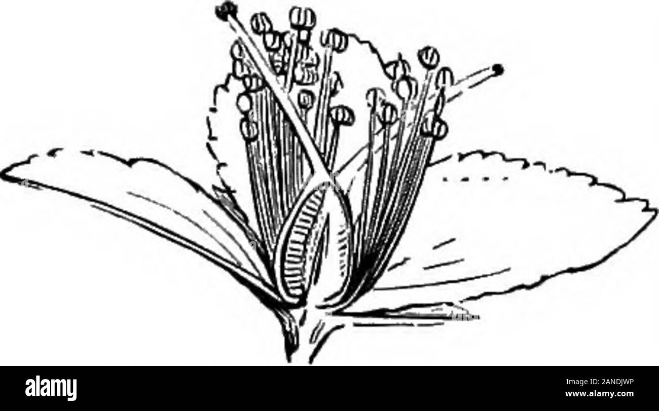 Syngenesious Black and White Stock Photos & Images - Alamy