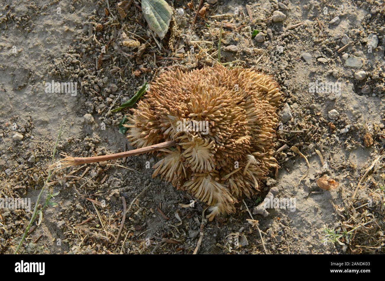 Cluster of fallen seeds lies on the ground, Beijing, China Stock Photo ...