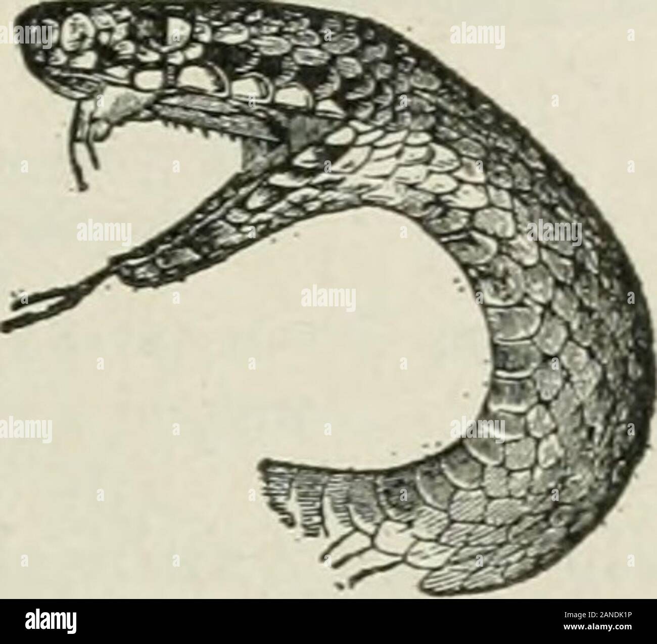 Beginners' zoology . Fig. 273a.— Head ofViper, showing ...