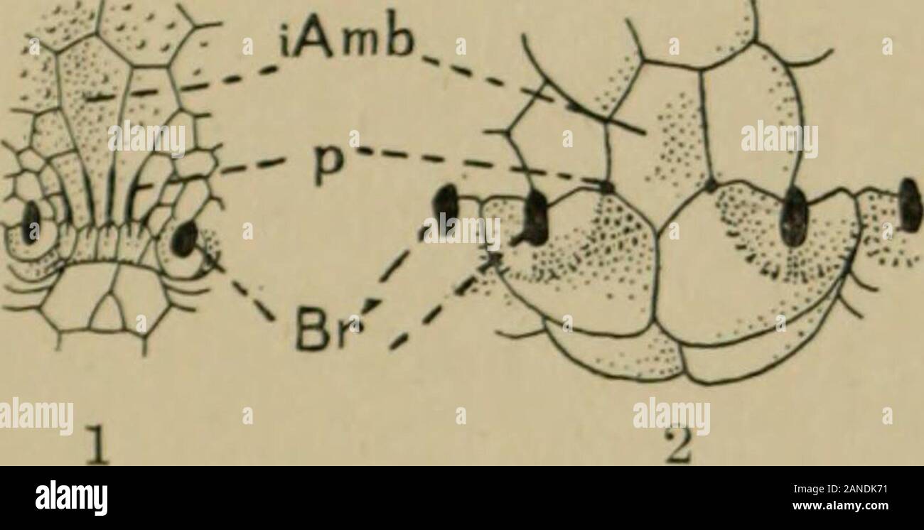A treatise on zoology . Fig. XLIV. Cactocrinxis proboscidiali ...