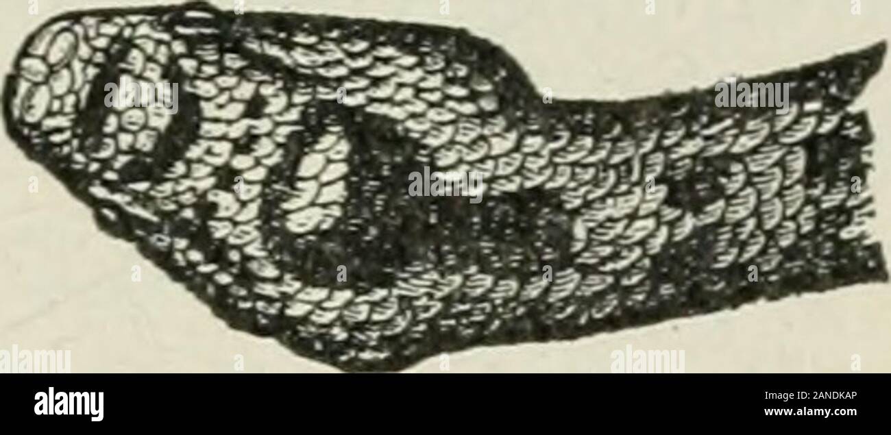 Beginners' zoology . Fig. 272.—a Rattlesnake. Venomous snakes named ...