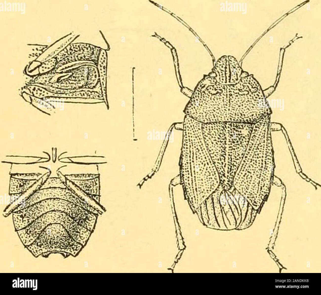 Rhynchota .. . scous, the baseof the apical joint luteous;abdomen above ...