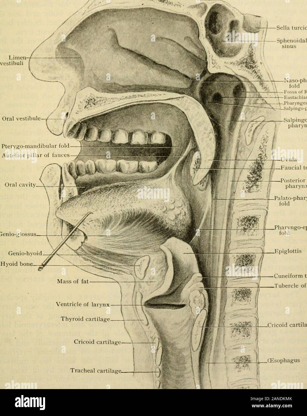 Pharyngeal Tubercle