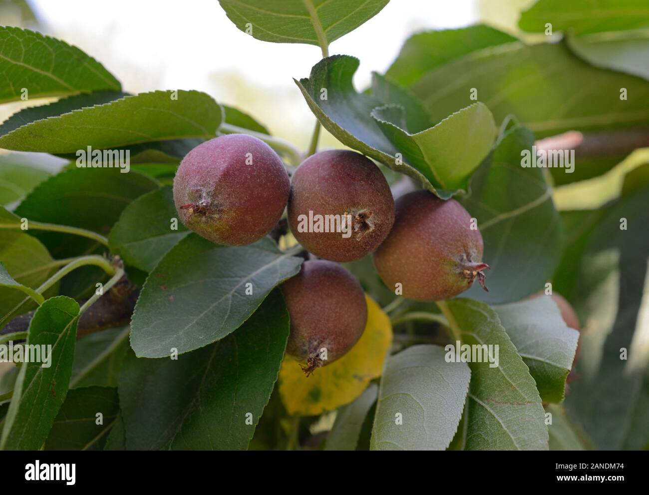 A type of crab apple fruits developing on a small tree in a small ...