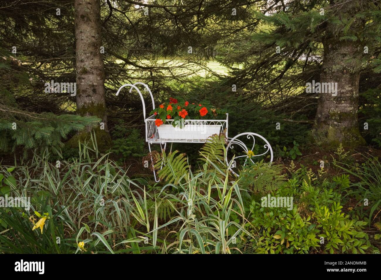 White wheelbarrow shaped plant stand support with red Pelargonium ...