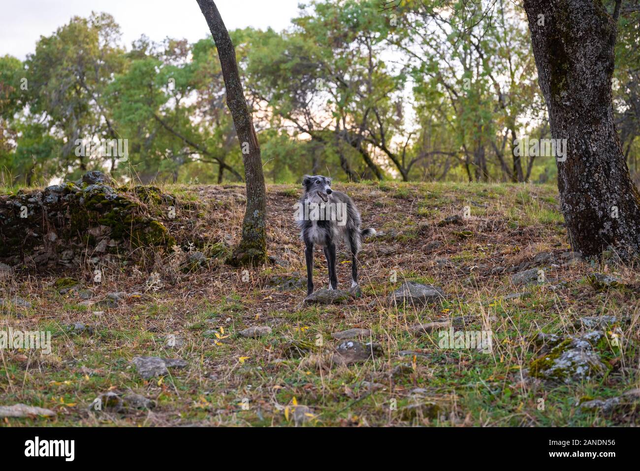 Black greyhound in the meadow in spring Stock Photo - Alamy