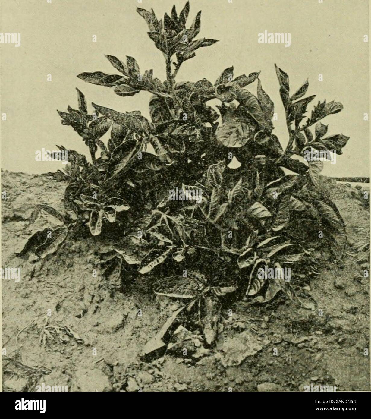 A physiological study of two strains of Fusarium in their casual ...