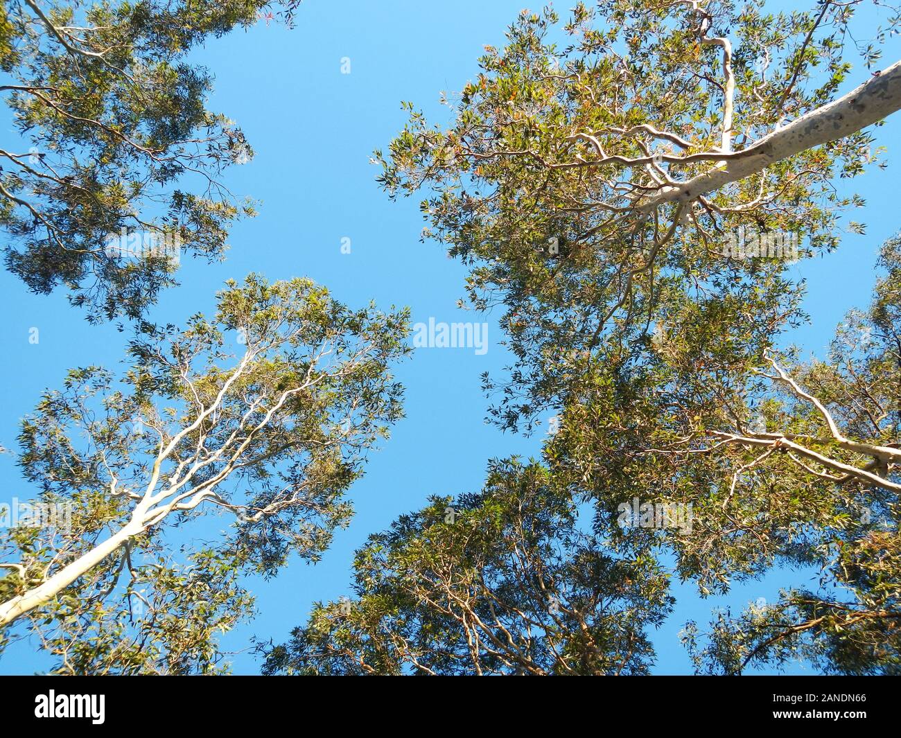 Tree canopy pattern hi-res stock photography and images - Alamy