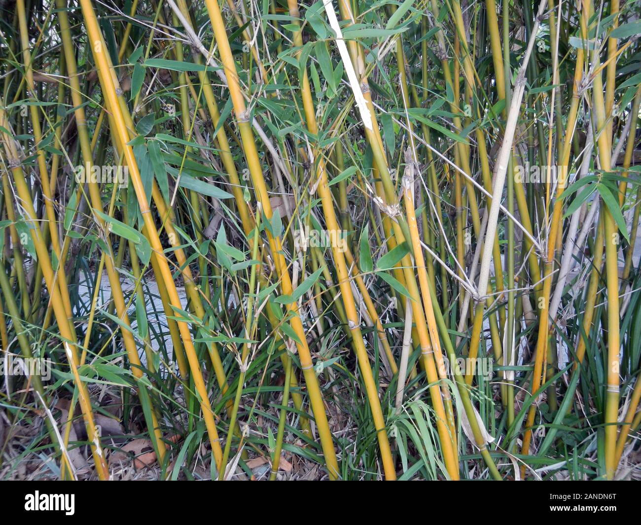 Close up of golden bamboo background pattern Stock Photo - Alamy